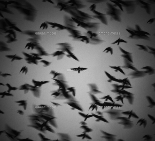 Blurred birds flying[20071008199]の写真素材・イラスト素材｜アマナイメージズ