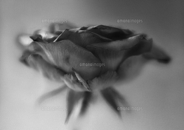 Side view of rose still life[20071010369]の写真素材・イラスト素材｜アマナイメージズ