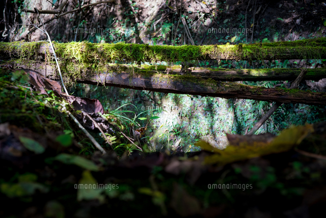 The Giant Tree of Oppara[20073001939]の写真素材・イラスト素材｜アマナイメージズ