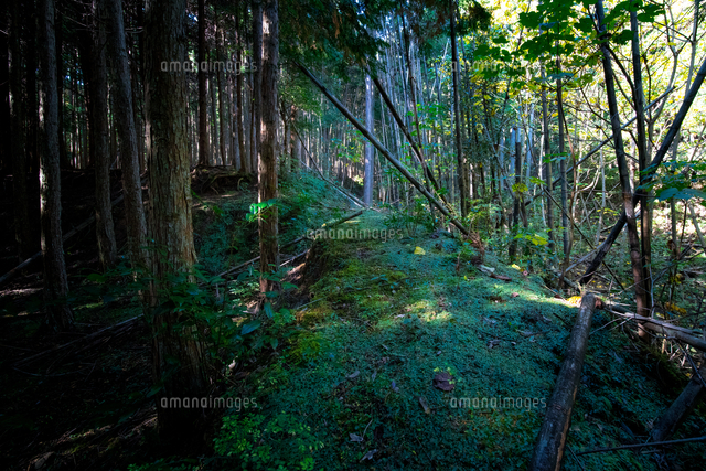 The Giant Tree of Oppara[20073001945]の写真素材・イラスト素材｜アマナイメージズ