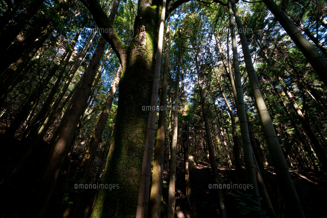The Giant Tree of Oppara[20073001946]の写真素材・イラスト素材｜アマナイメージズ