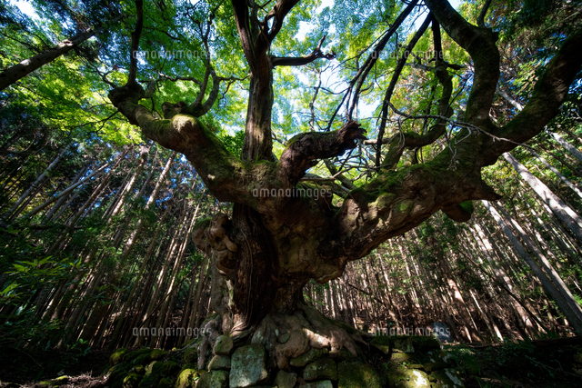 The Giant Tree of Oppara[20073001965]の写真素材・イラスト素材｜アマナイメージズ