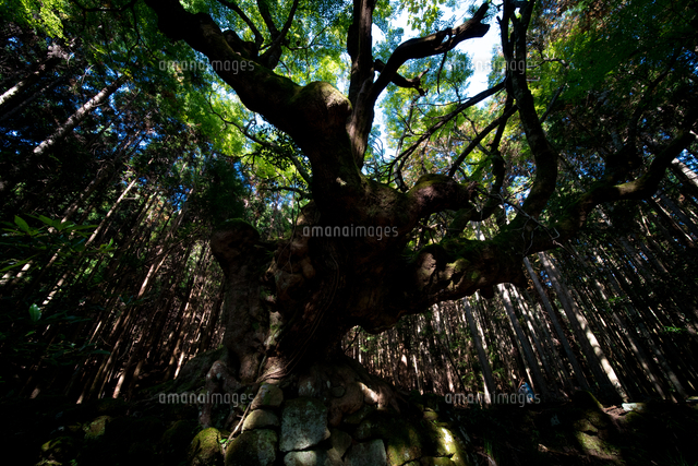 The Giant Tree of Oppara[20073001966]の写真素材・イラスト素材｜アマナイメージズ