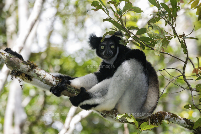 Indri (Indri indri), sitting in a tree, Analamazoatra[20080007356]の写真素材 ...