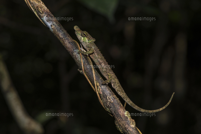Fallax short-horn chameleon (Calumma fallax), male on a[20080008194]の写真 ...