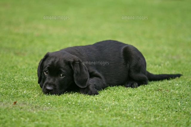 Labrador Retriever puppy, 9 weeks, on the lawn in a garden[20080011898 ...