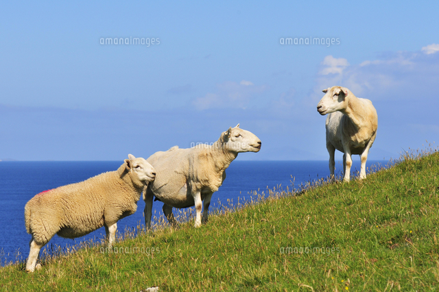 Three sheep on a meadow, Neist Point, Ross, Skye and[20080012142]の写真素材 ...
