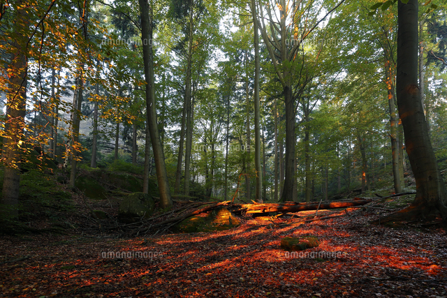 Autumn forest in the morning light, Saxon Switzerland[20080013487]の写真素材 ...