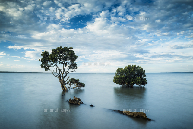 Mangrove Trees, Tenby Point, Victoria, Australia[20088000412]の写真素材・イラスト ...