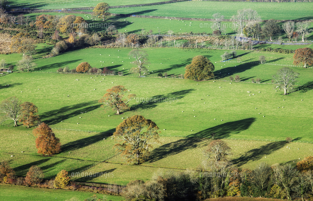 England, Cumbria, Keswick. An overhead view of autumnal trees and sheep ...