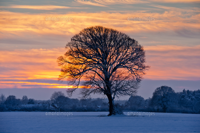 Winter Sunset over Lone Tree, Norfolk, England[20088009194]の写真素材・イラスト素材 ...