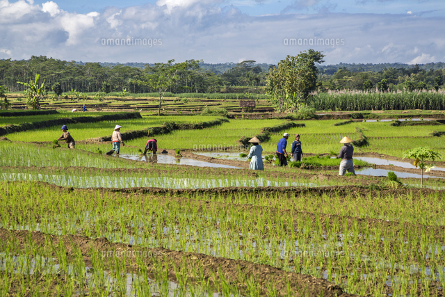 Indonesia, Java, Surakarta. Farmers planting rice paddies near Solo ...