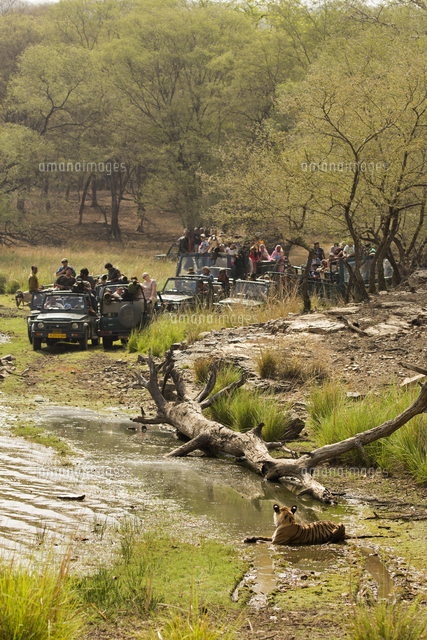 India, Rajasthan, Ranthambore. Tourists watching a tiger cooling off in ...