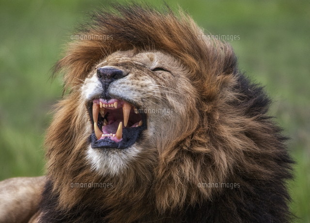 Kenya, Masai Mara, Narok County. A black maned pride male pulling a ...