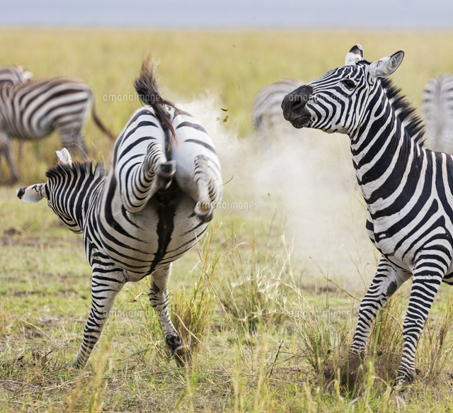 Kenya, Amboseli, Kajidado County. A common Zebra lashes out to kick ...