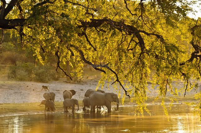 Africa, Namibia, Caprivi, Bwa Bwata National Park, A herd of elephants ...