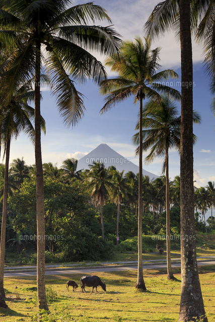 Philippines, Southeastern Luzon, Bicol, Mayon Volcano[20088064488]の写真素材 ...