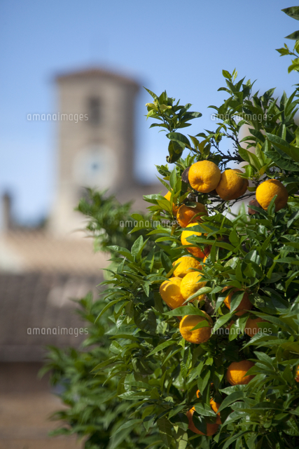 Mallorca, Arta. Orange tree and clocktower in Arta.[20088074328]の写真素材 ...