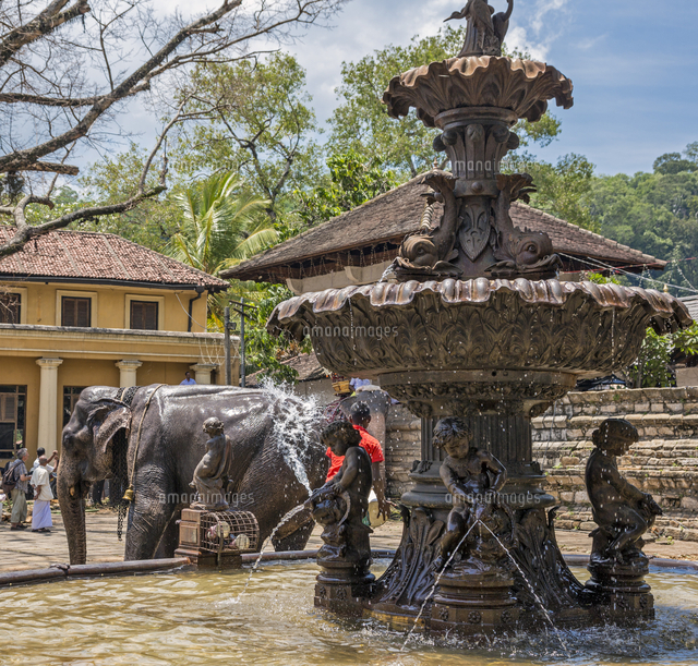 An elephant is given a wash at the Kandy Fountain, Sri Lanka ...