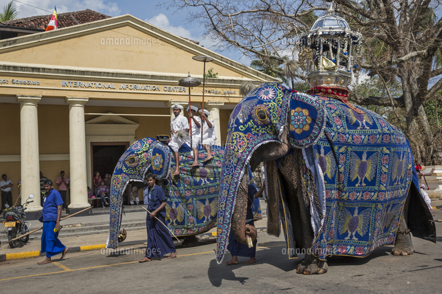 Caparisoned elephants and their riders participating in the Kandy Day ...