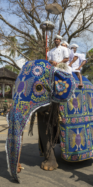 A caparisoned elephant and its riders participating in the Kandy Day ...