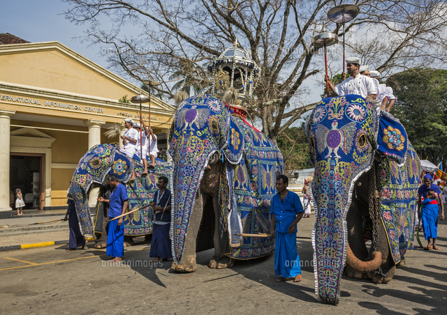 Caparisoned elephants and their riders participating in the Kandy Day ...