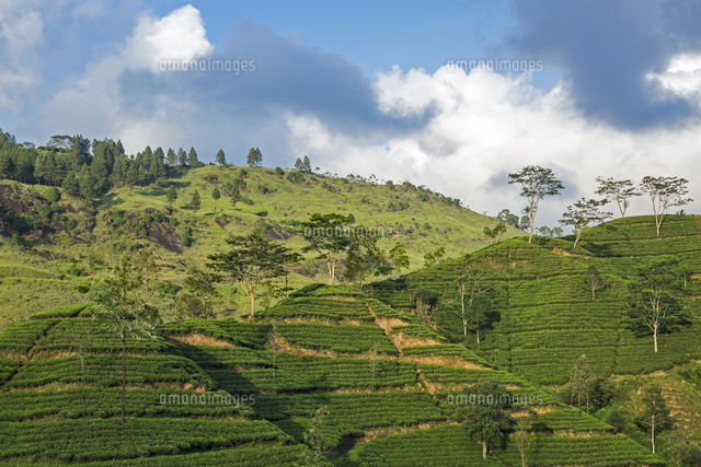 A terraced tea estate in the Hill Country south of Kandy. Sri Lanka is ...