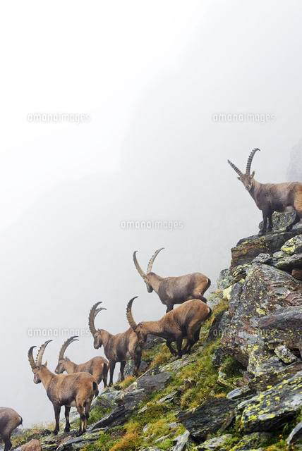 Europe, Switzerland, Bernese Oberland, Interlaken, Unesco area, Alpine ...