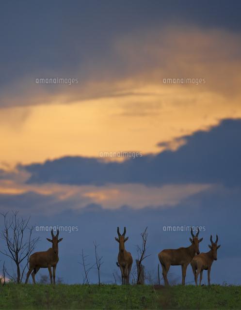 Jackson's Hartbeest at dusk in Kidepo National Park, a park set in a ...