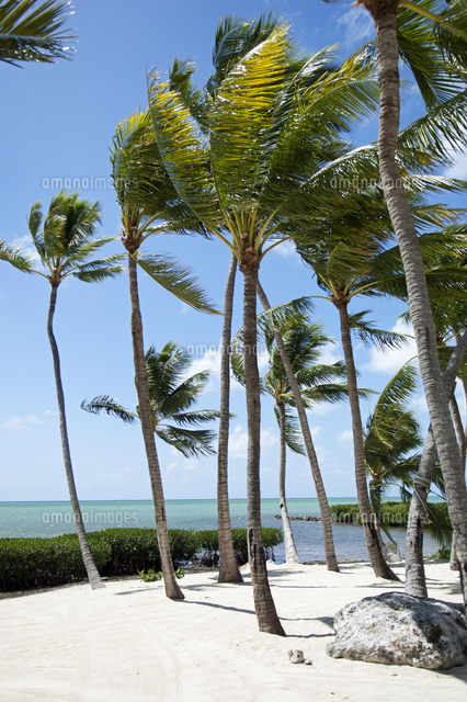 USA, Florida, Key Largo. A whitesand beach with palm trees on the east ...