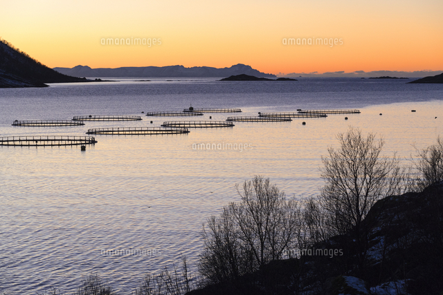 Sunset lights up the fish tanks of codfish and salmon in the cold sea ...