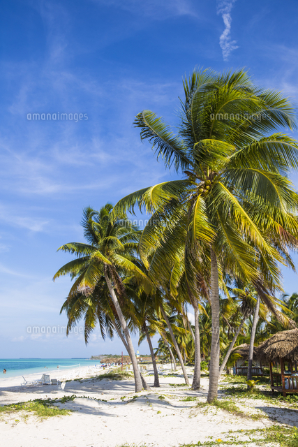 Cuba, Pinar del Rio Province, Cayo Levisa, Palm trees on white sand ...