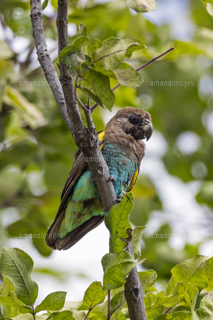 Botswana, Hunda Island, Okavango Delta. A Meyer's Parrot.[20088107578]の ...