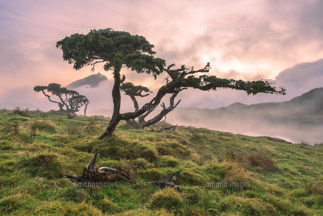 Azores Juniper tree Lagoa do Capitao against Clouds near Mount Pico ...