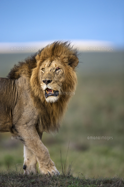Kenya, Maasai Mara National Game Reserve. A male lion stares out across ...