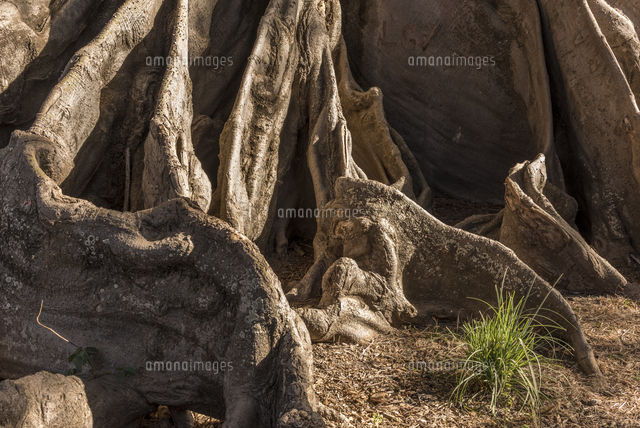 Africa, Senegal, Sine-Saloum-Delta. Roots of a giant fromager tree ...