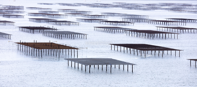 France; Occitanie; Herault; Bouzigues; Oyster tables on the lagoon of ...