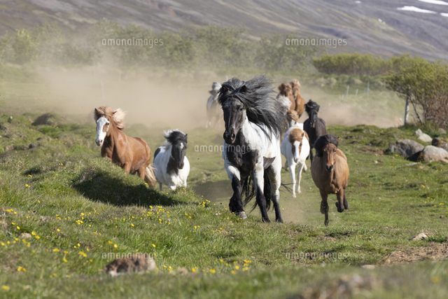 Iceland, Akureyri, a herd of Icelandic horses gallop through a field in ...