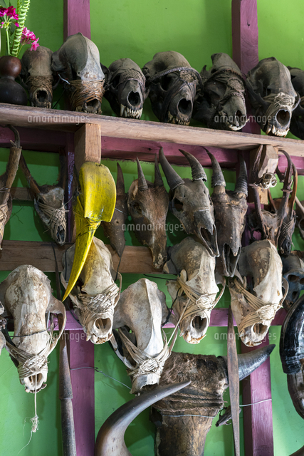 Skulls of animals hunted around Mindat on display in Mindat Museum ...