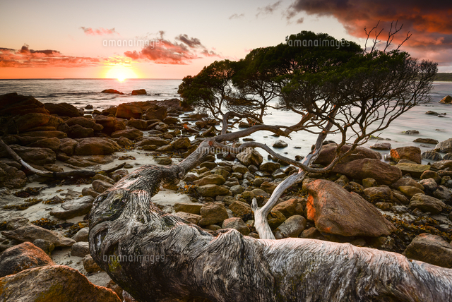 Twisted trunk of tree on beach at Bunker Bay. Margaret River, South ...
