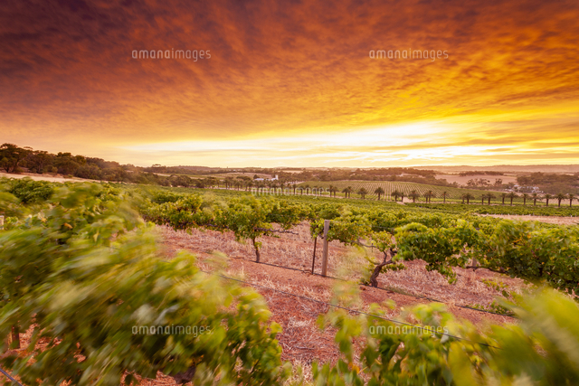 Marananga church and vineyards. Barossa Valley, Adelaide Hills, South ...