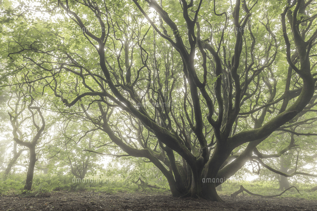 Pollarded tree in a foggy woodland, Cornwall, England. Summer (July ...