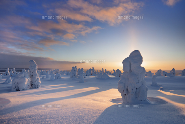 Snow covered spruces in winter - Finland, Eastern Lapland, Posio ...