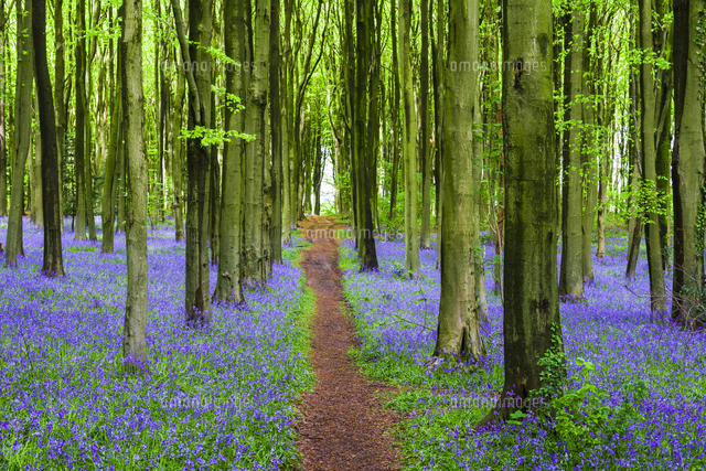 Pathway though bluebell and beech woodland in spring.[20089004335]の写真素材 ...
