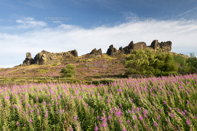 Summer at Ramshaw Rocks with heather in the Peak District National Park ...
