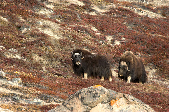 Bull Musk Ox stays close to one of his cows during the autum ...