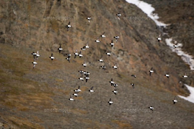 Little Auks in flight. Spitsbergen[22001000690]の写真素材・イラスト素材｜アマナイメージズ