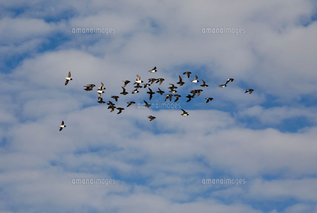 Little Auks in flight，this shows their characteristic tigh[22001000692 ...