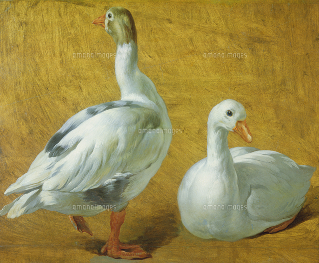 Study of Geese[22040106393]の写真素材・イラスト素材｜アマナイメージズ