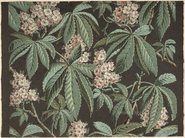 Wallpaper design with Chestnut Branch[22040109944]の写真素材・イラスト素材｜アマナイメージズ